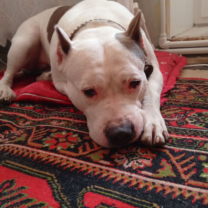 Отдам бесплатно стаффордширский терьер