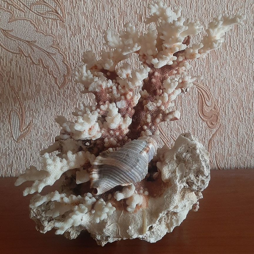 Морские кораллы