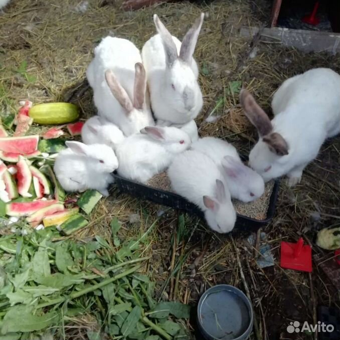 Кролик колифорнийский помись белый великан