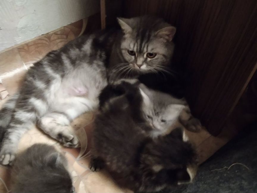 Красивые котята