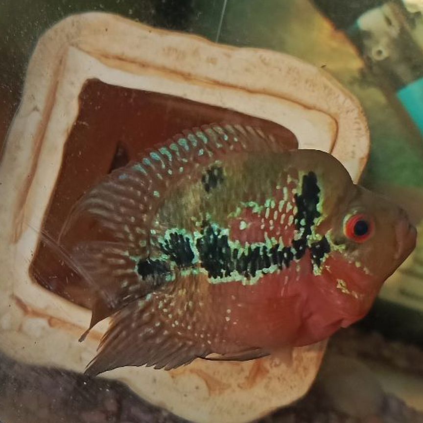 Жемчужный попугай (цихлида)