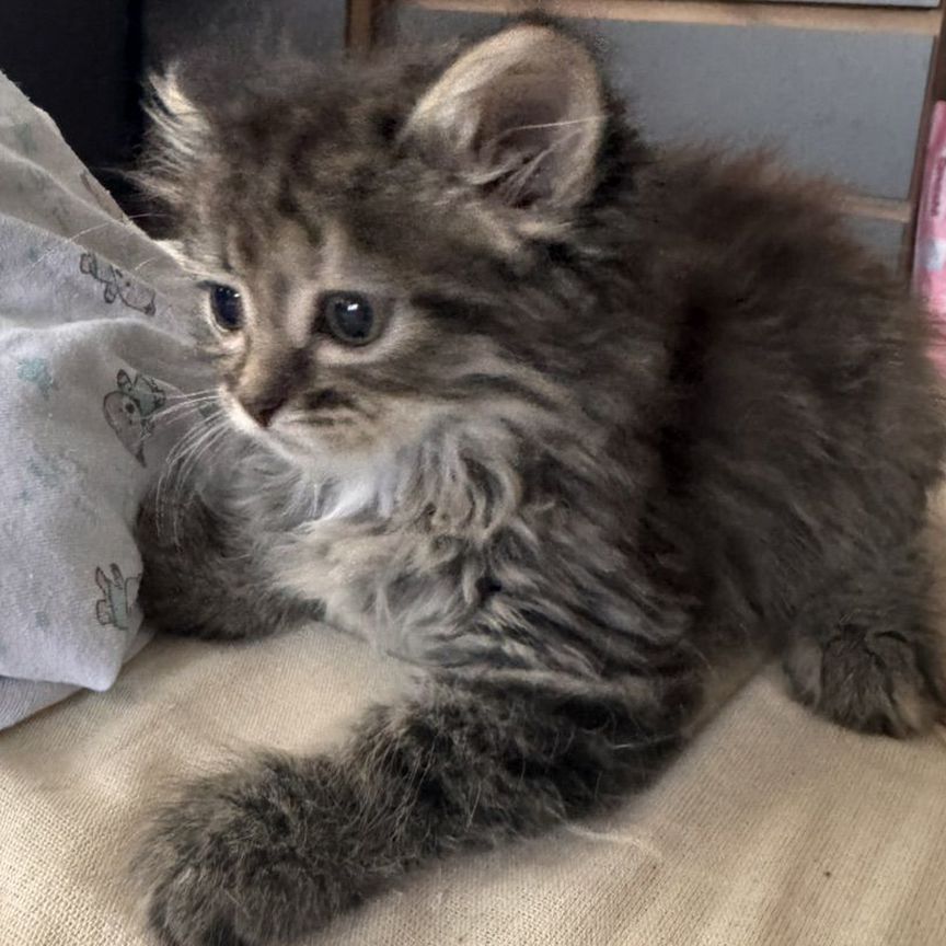 Британский длинношёрстный котёнок