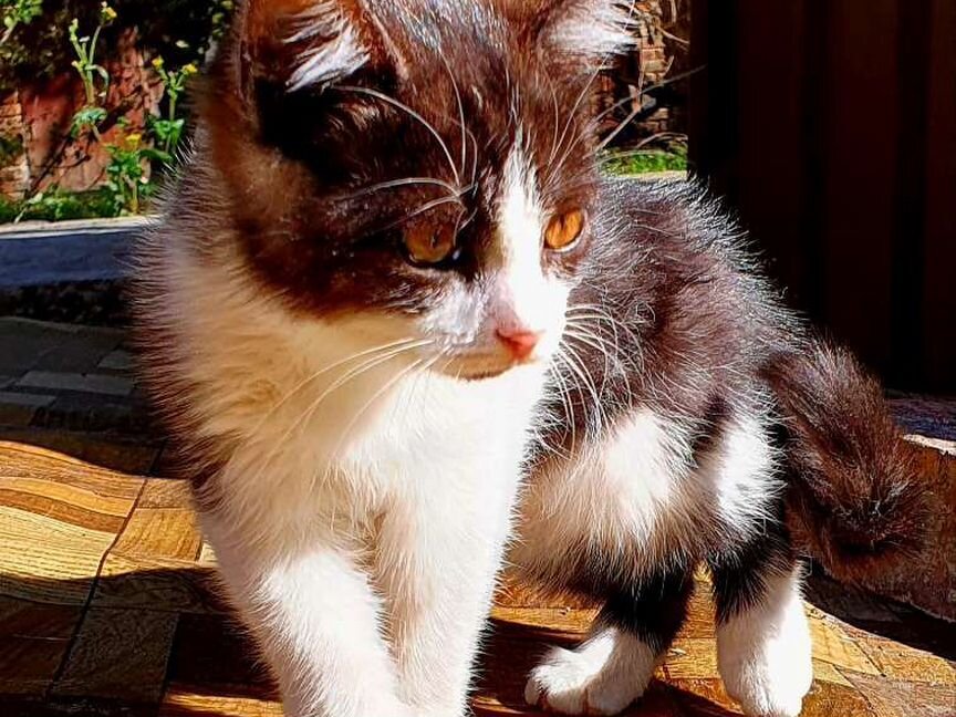 Котик Яша