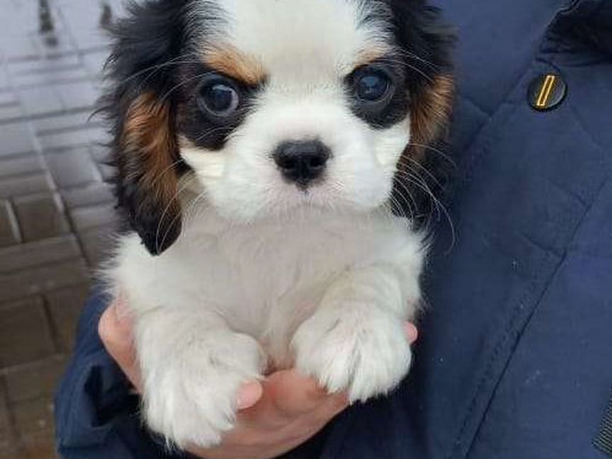 Очаровательные щенки Кавалера Кинг Чарльз Спаниеля