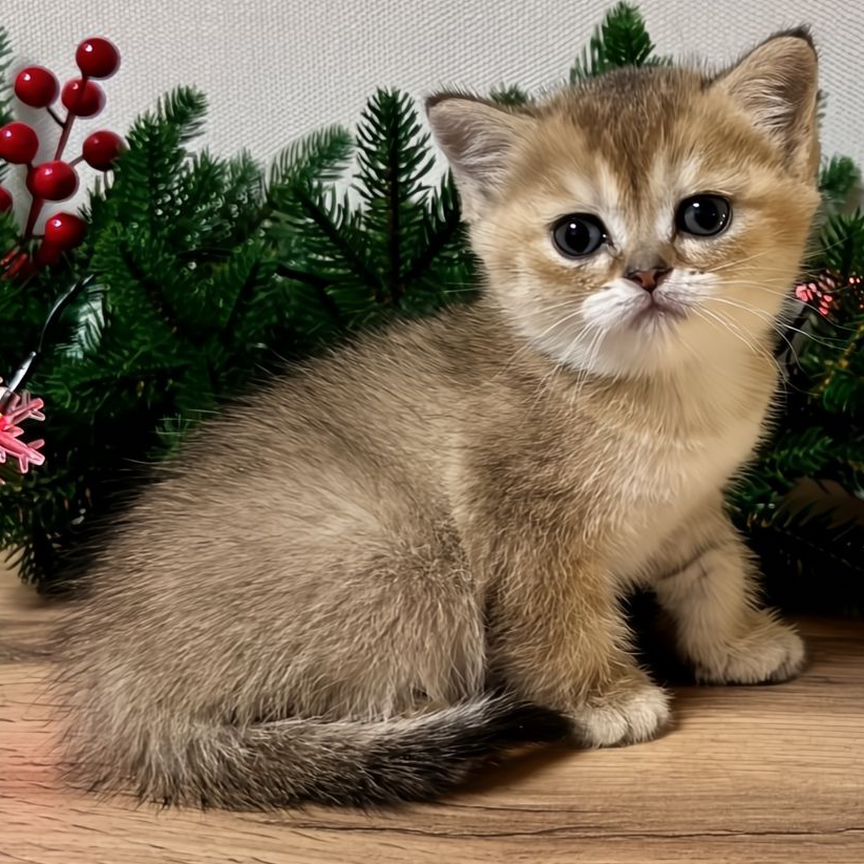 Шотландский прямоухий короткошёрстный котёнок