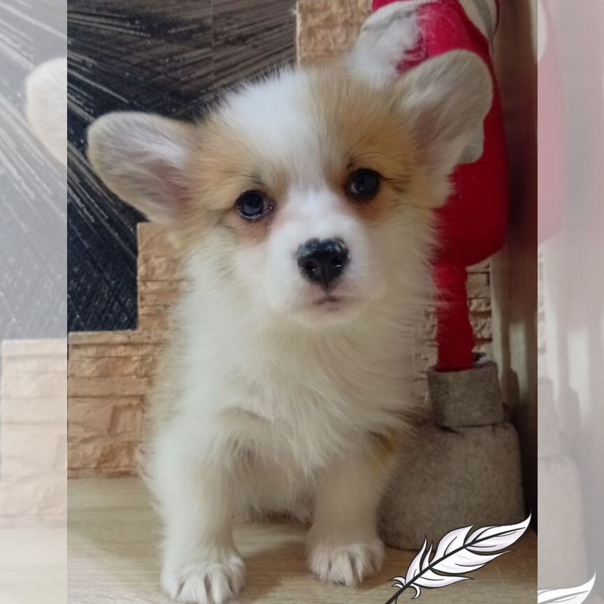 Вельш Корги Пемброк, щенок