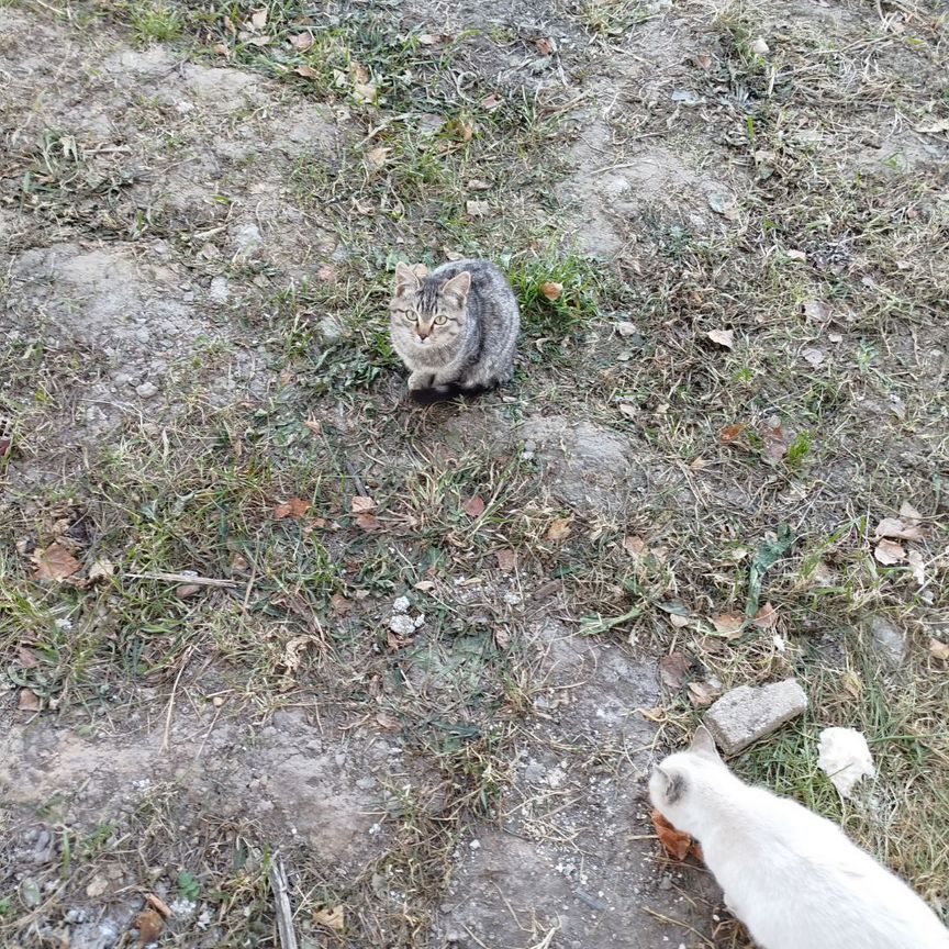 Котики бесплатно в добрые руки