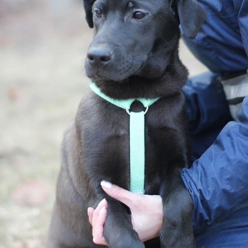 Щенок Джуди ищет дом