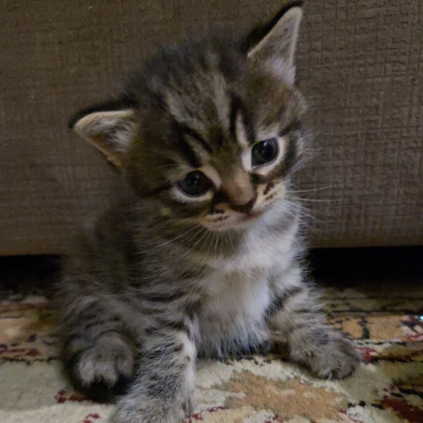 Шотландский котик