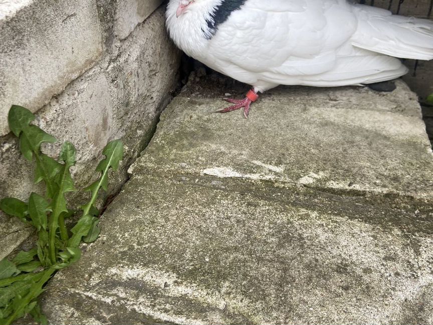 Голубь домашний