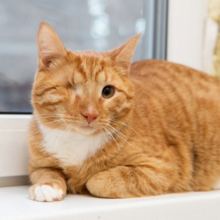 Котёнок в добрые ручки