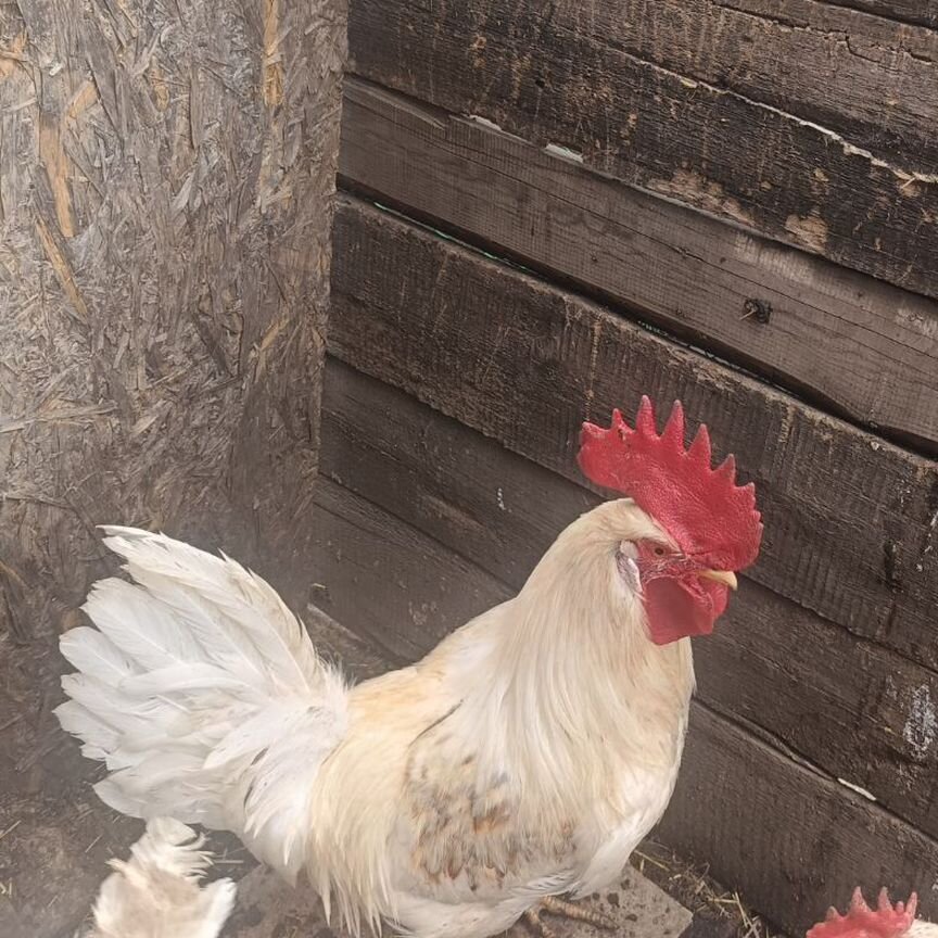 Петухи домашние