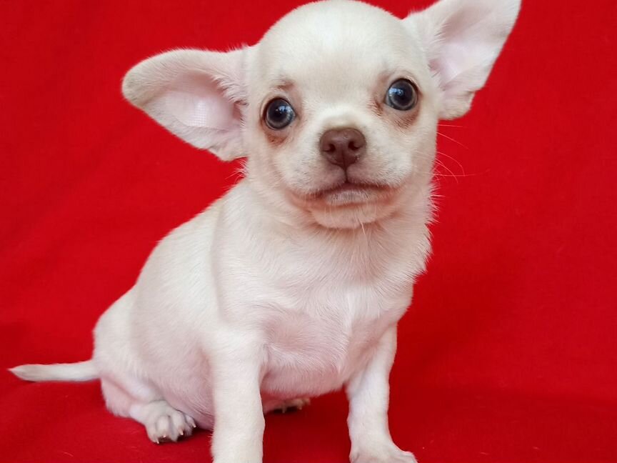 Три мальчика чихуахуа