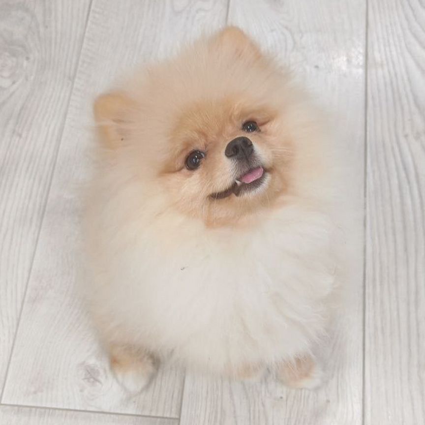 Померанский шпиц, щенок