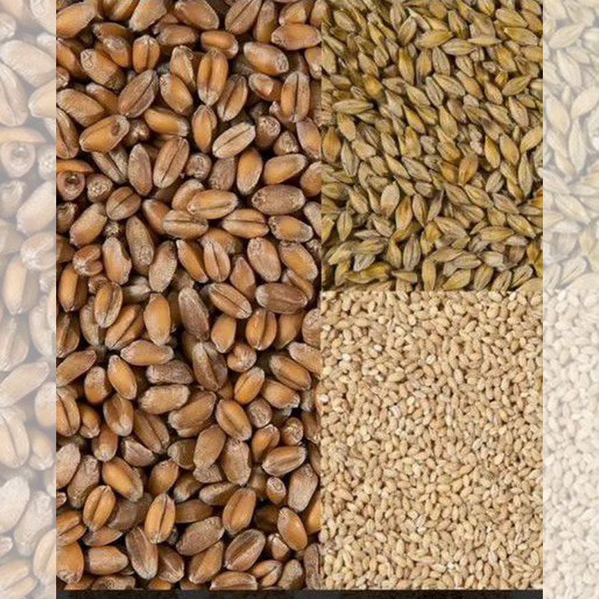 Зерно пшеница,ячмень,зерносмесь