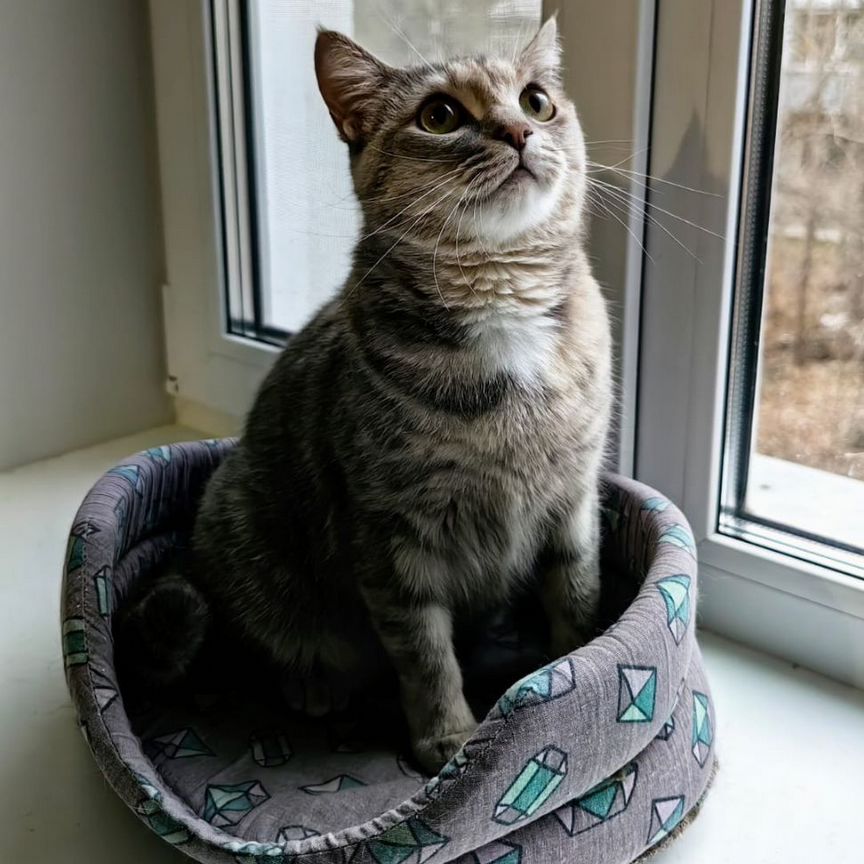 Кошка 2 года стерилизована мышеловка
