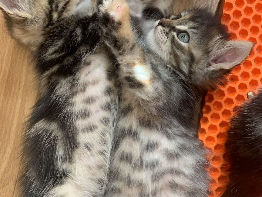 Котята