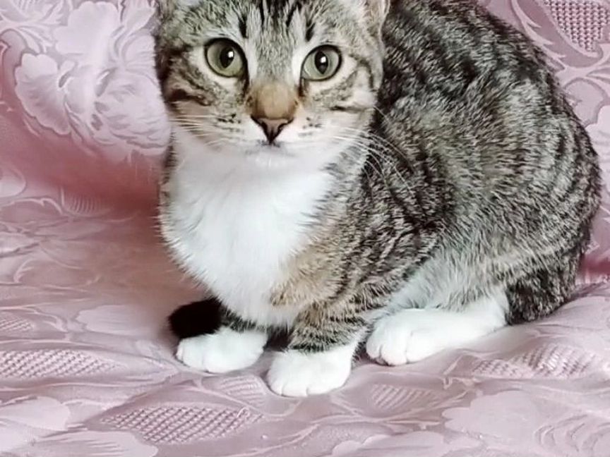 Лизон. Большеглазая котейка