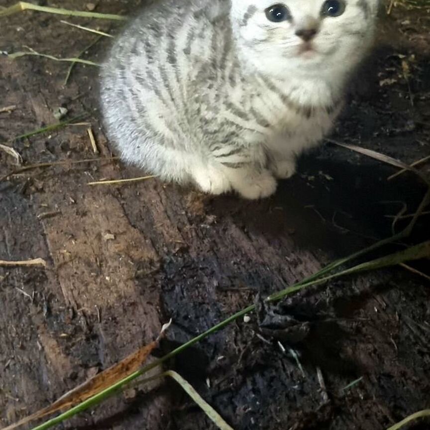 Шотландская