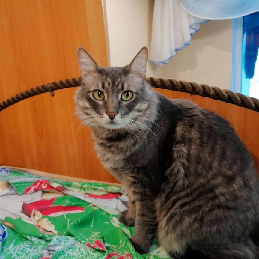 Котята отдам в добрые руки бесплатно