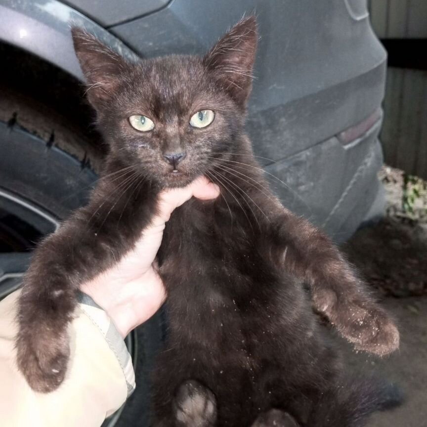Нужна помощь Котенку, мальчик