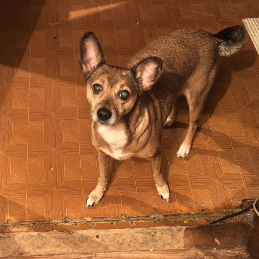 Взрослая собака в добрые руки