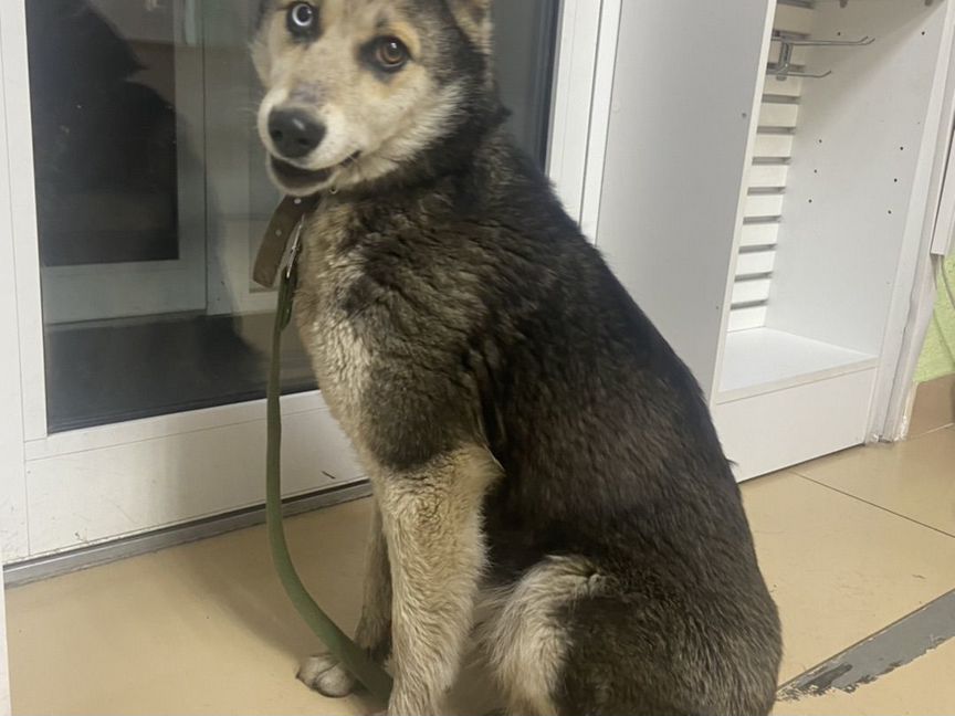 Найдена собака ищем хозяев старых или новых