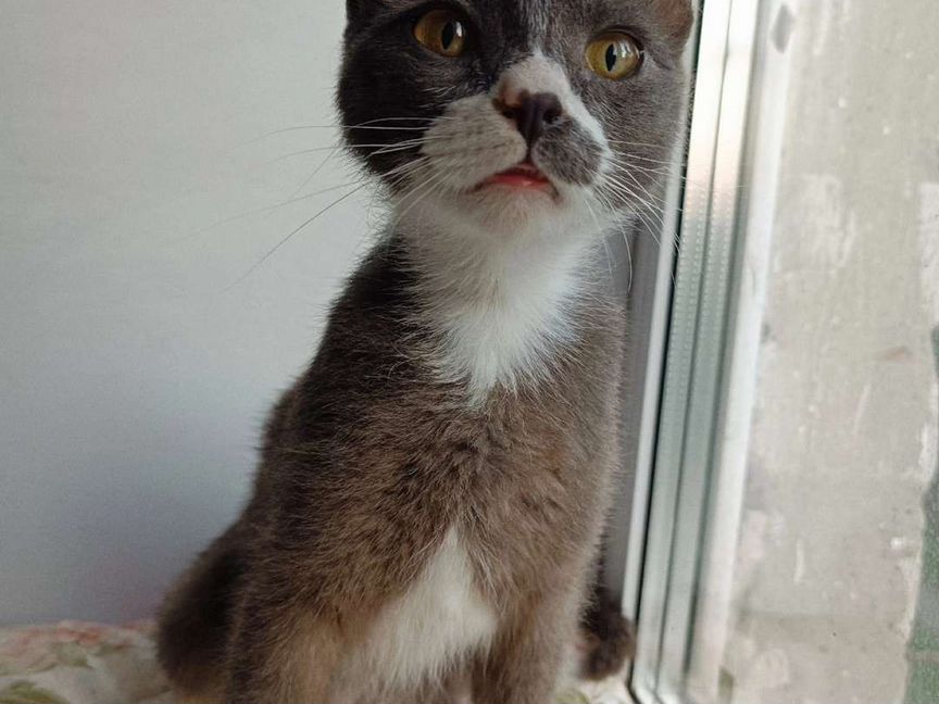 Кошка Бася
