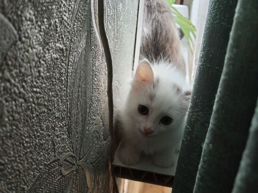 Котята в добрые руки 1,5 месяца