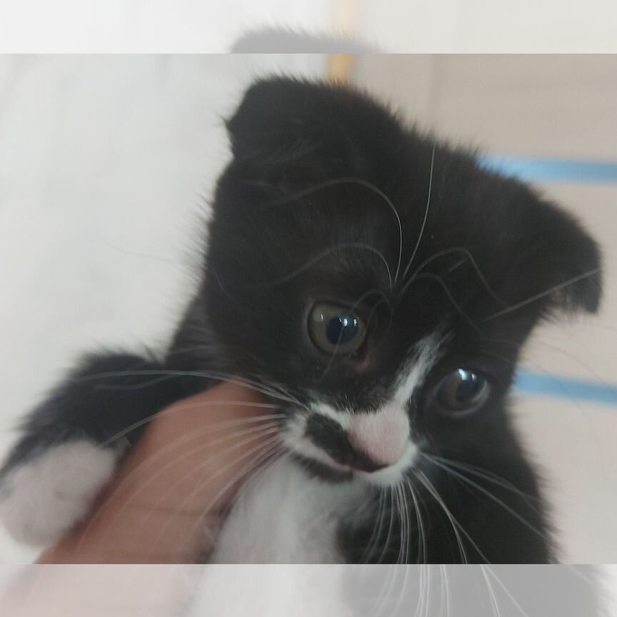 Котята отдам бесплатно вислоухие