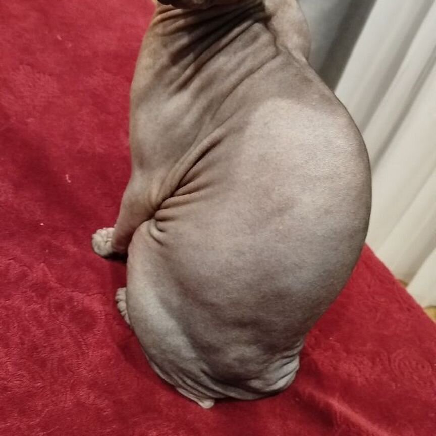 Донской сфинкс кошка