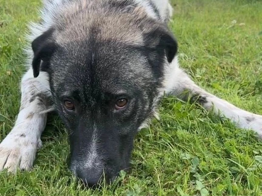 Джек в добрые руки