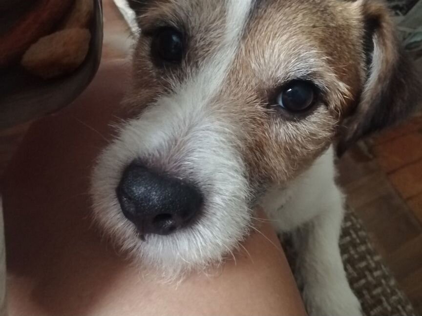 Отдам в заботливые и добрые руки Джэк Рассэла