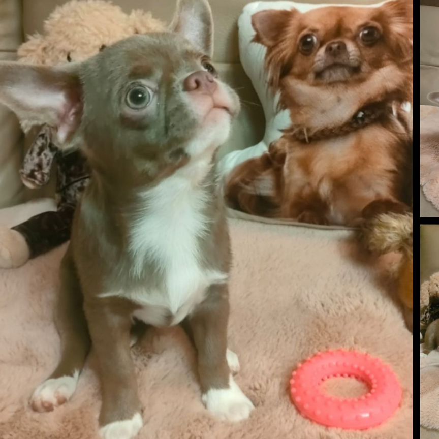 Чихуахуа, щенок