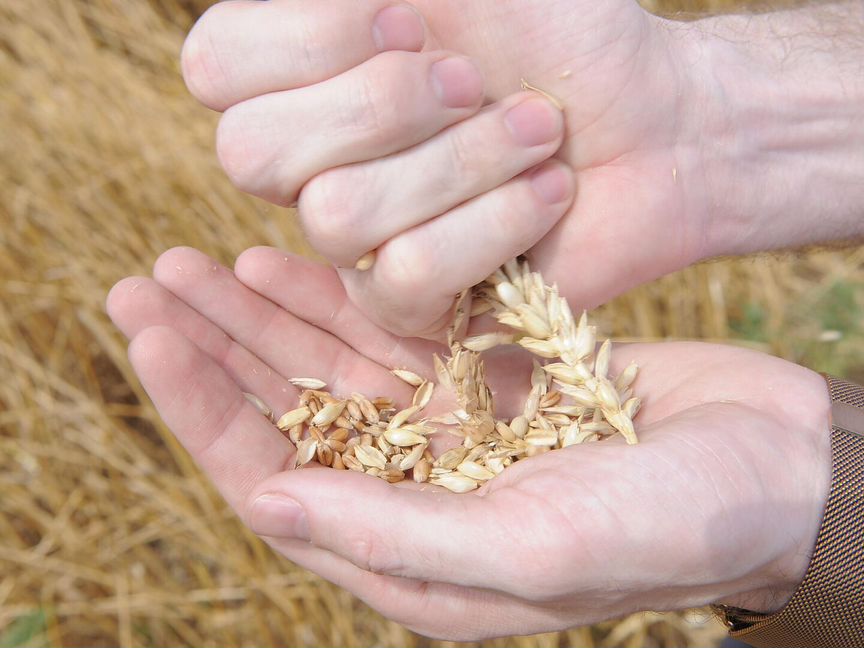 Овес, ячмень, пшеница