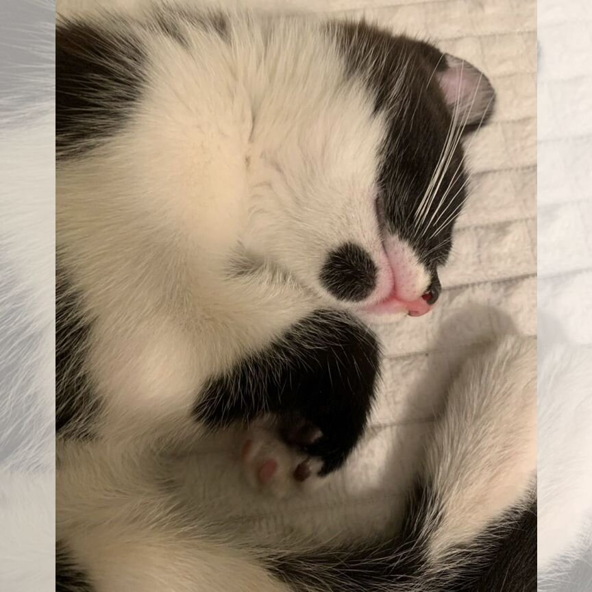 Котенок, малыш 1,5 месяца