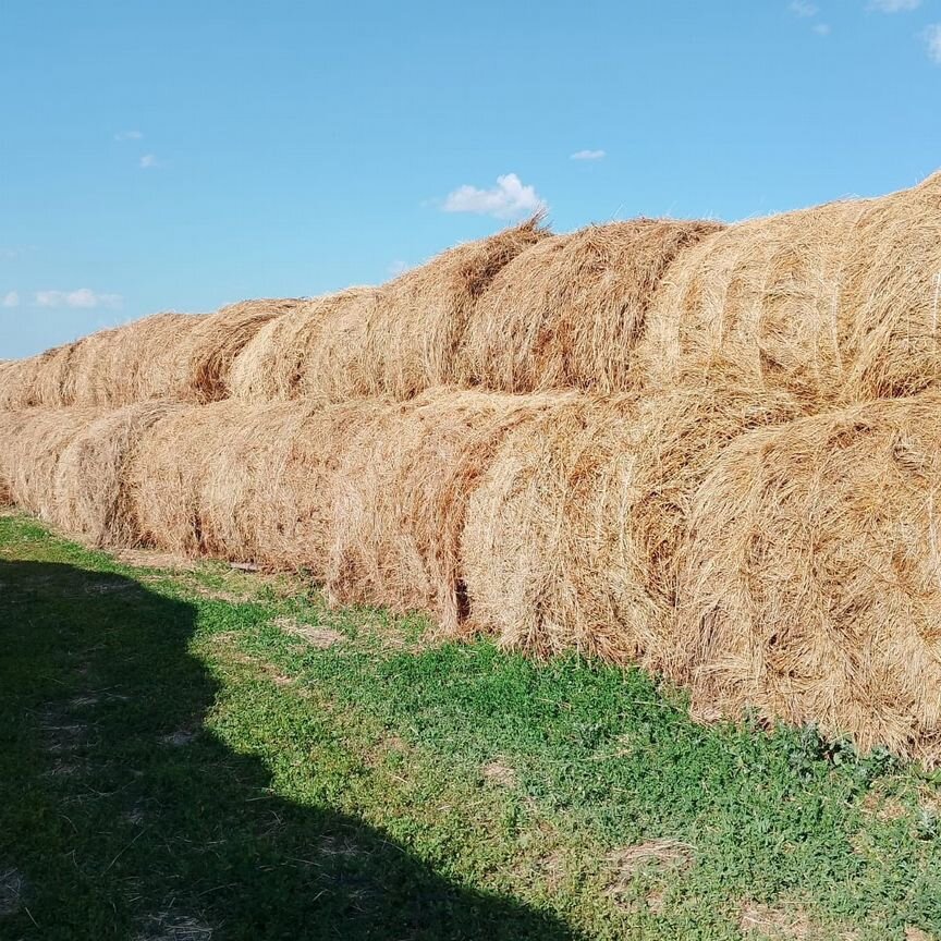 Сено в рулонах