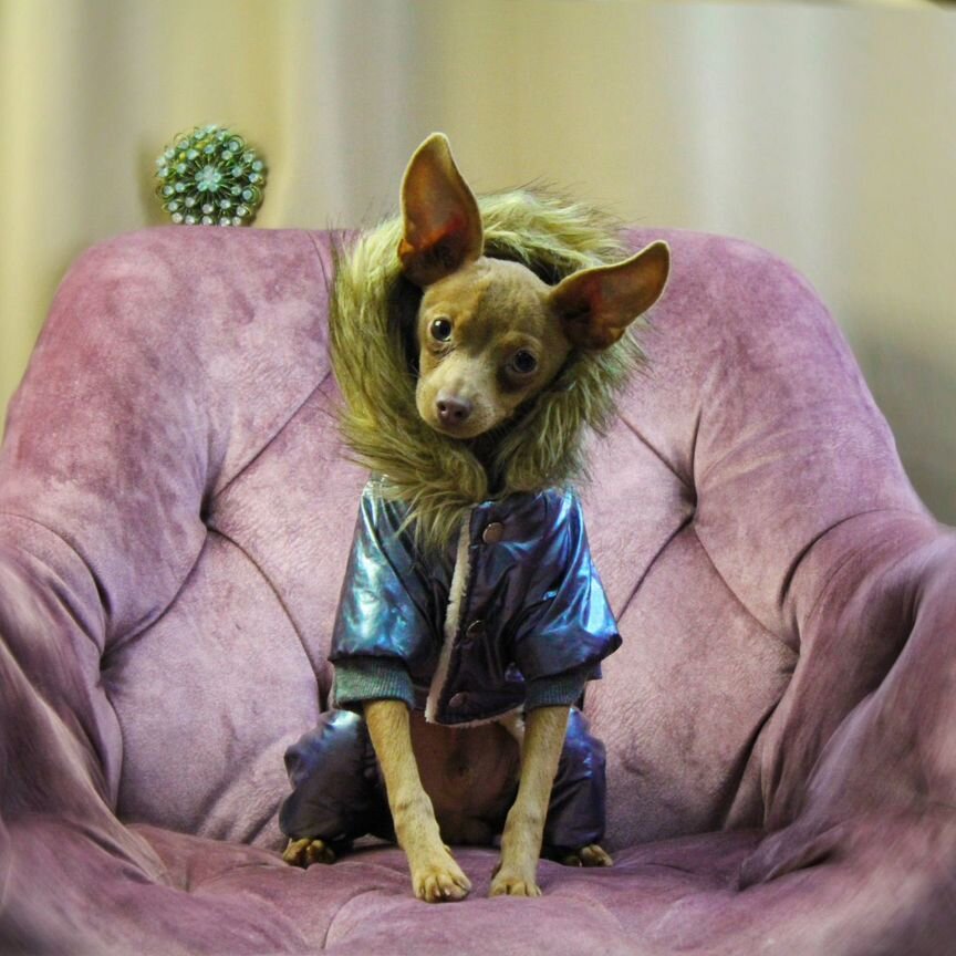 Тойчик с документами