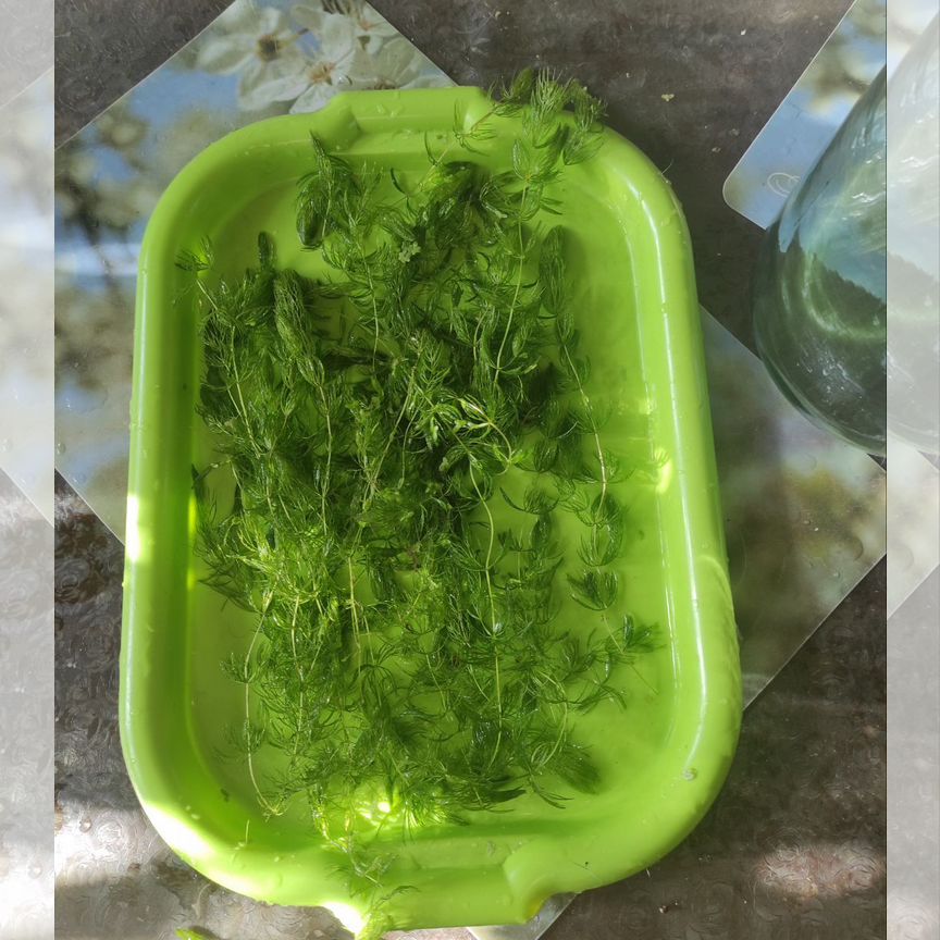 Аквариумные растения