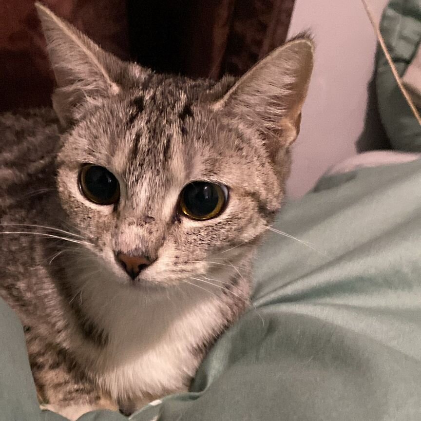 Кошка в дар бесплатно