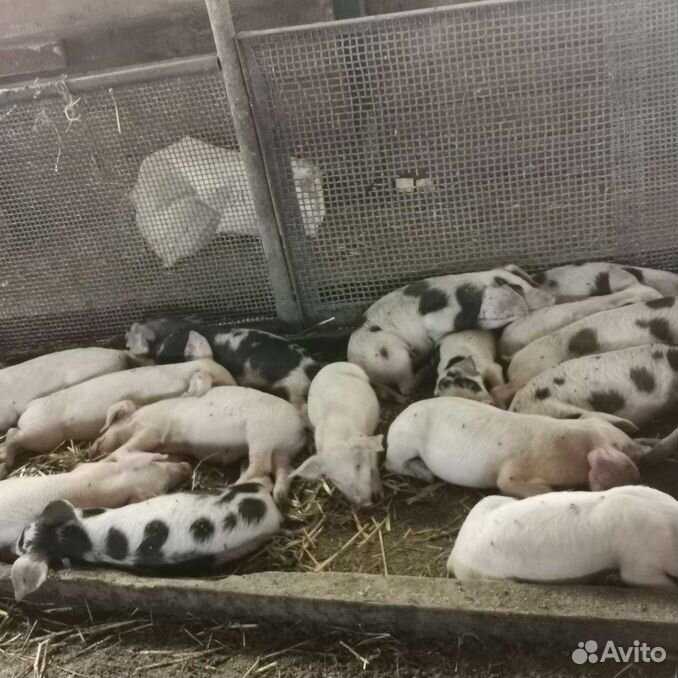 Поросенок ландрас