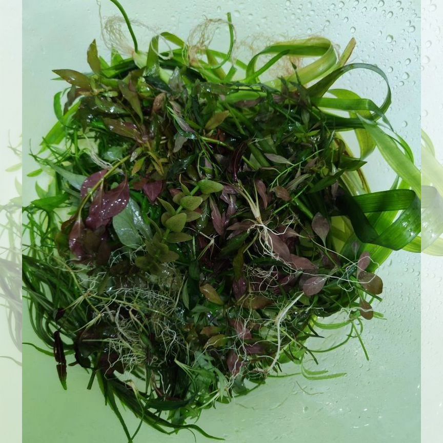 Аквариумная прополка