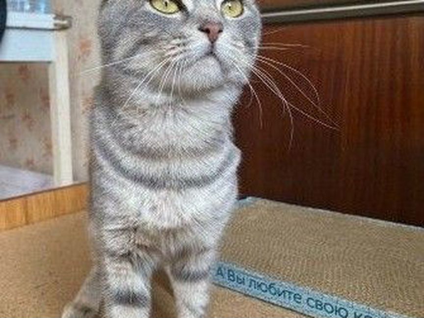 Коты и кошки в дом, квартиру в добрые руки