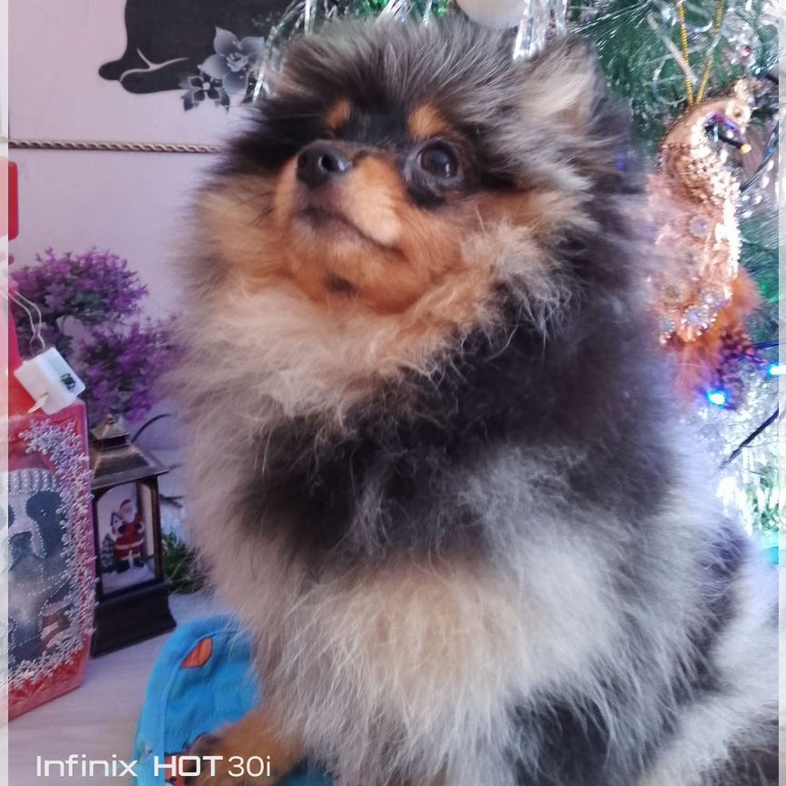 Немецкий шпиц, щенок