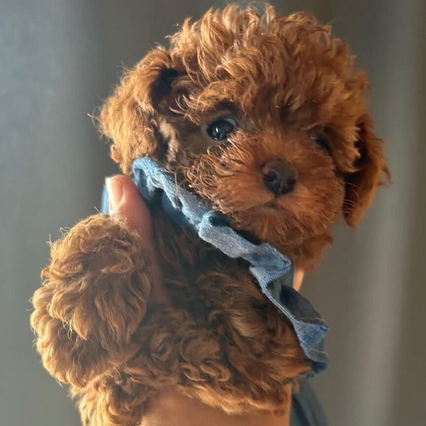 Той-пудель, щенок