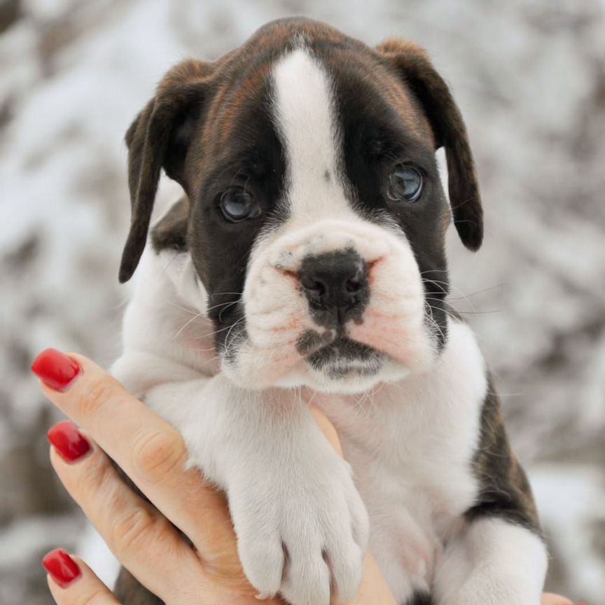 Щенки Боксера