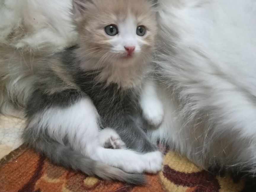 Милая кошечка с кукольной мордашкой