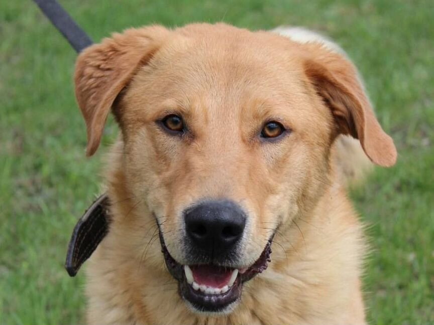 Молодая собака Ланс ищет дом