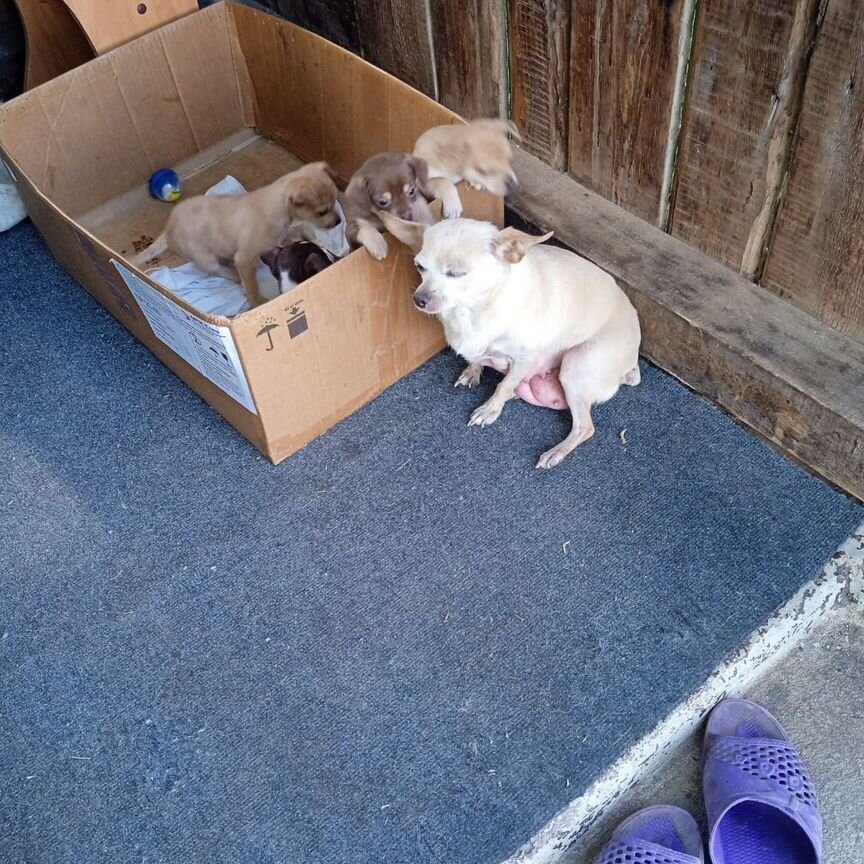 Той-терьер щенки