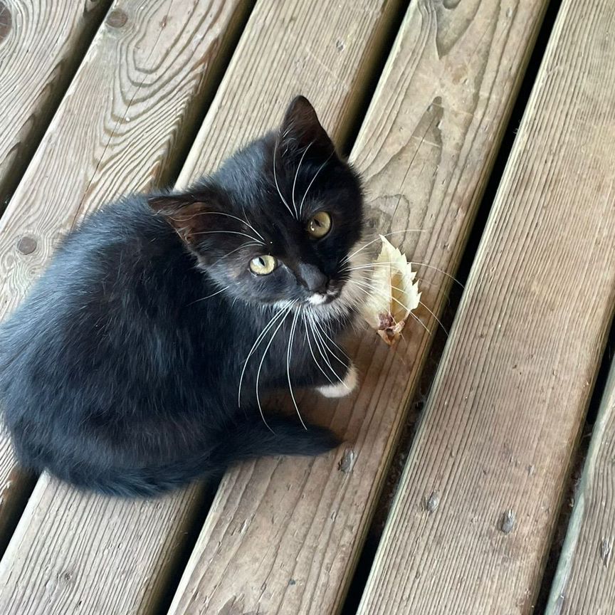 Котенок в добрые руки